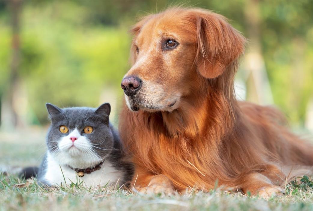 Mascotas | El Hispano