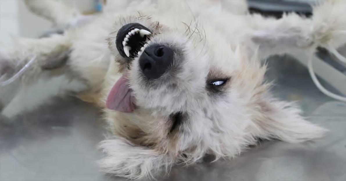 Convulsiones en perros