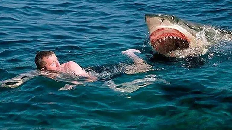 Tres personas heridas en ataques de tiburón en playas de Florida