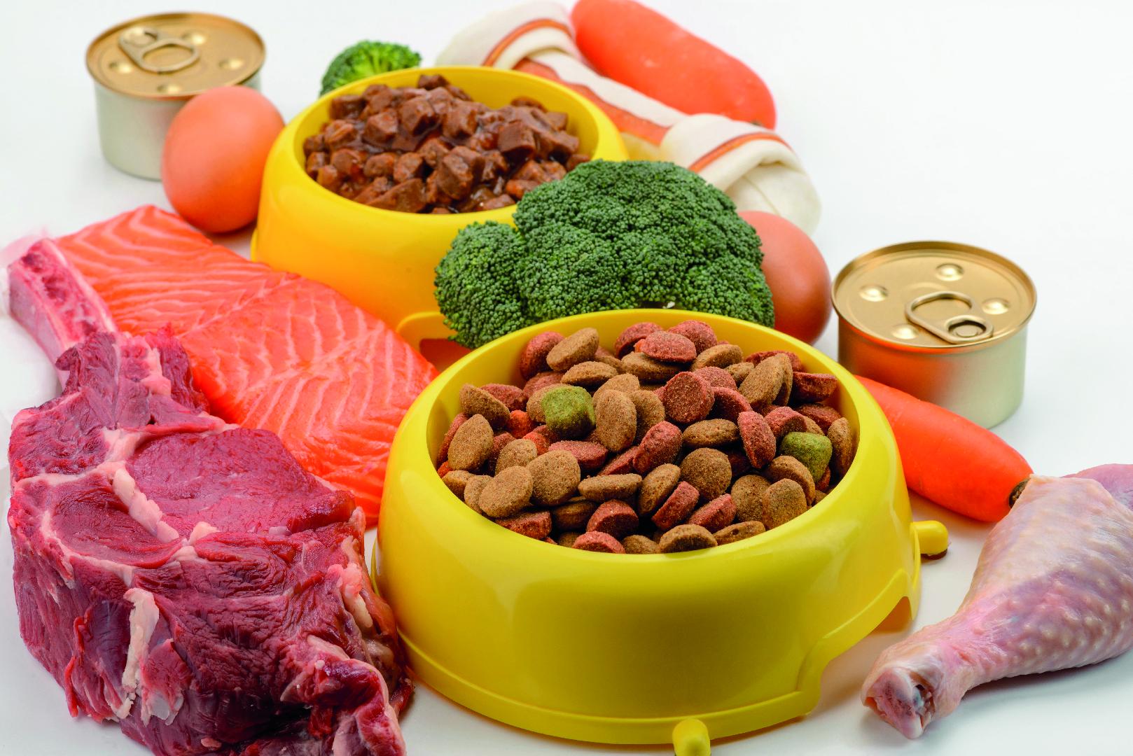 Alimentos seguros para complementar la dieta de tu mascota