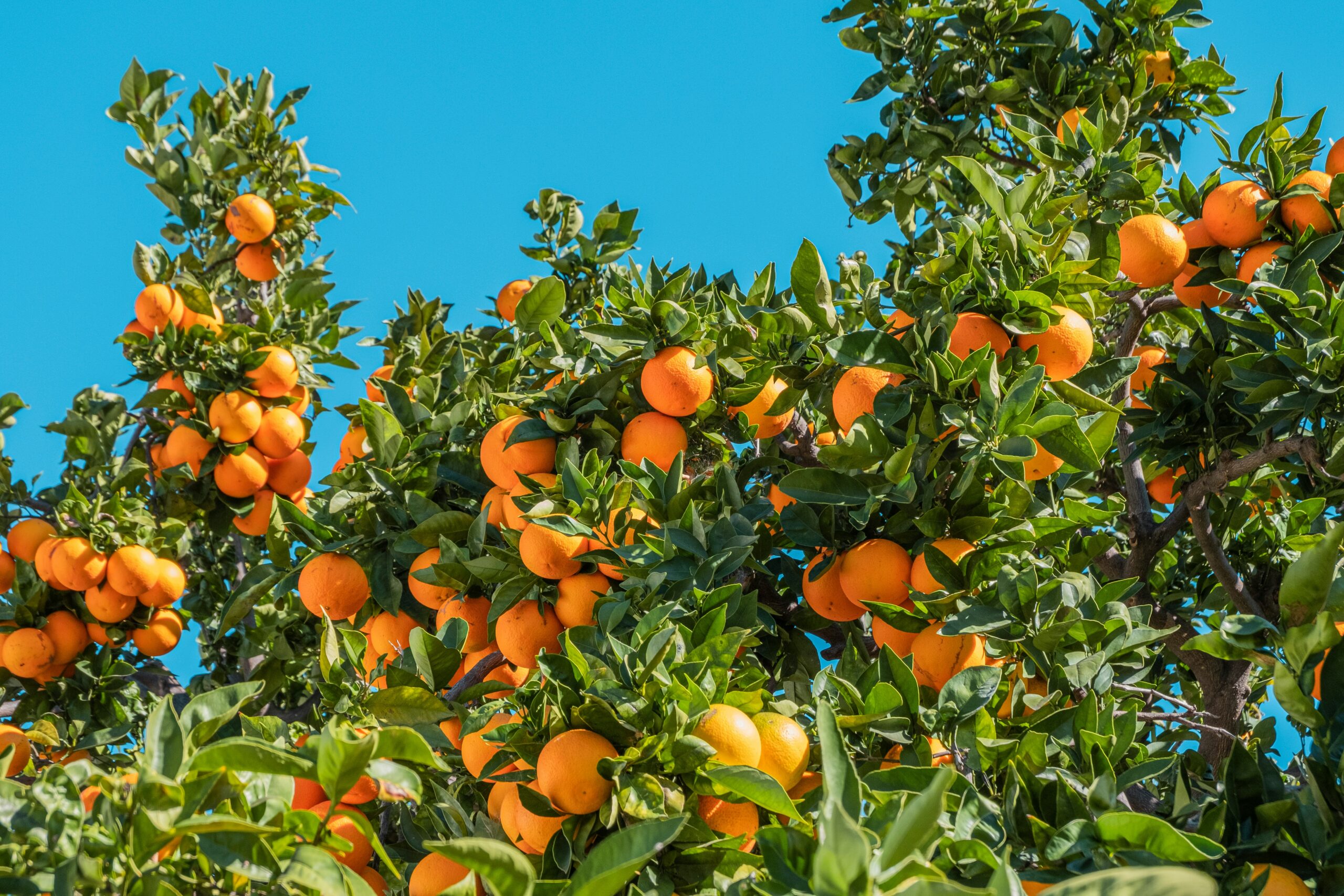 Florida Sin Naranjas: Cosecha en Mínimos Históricos